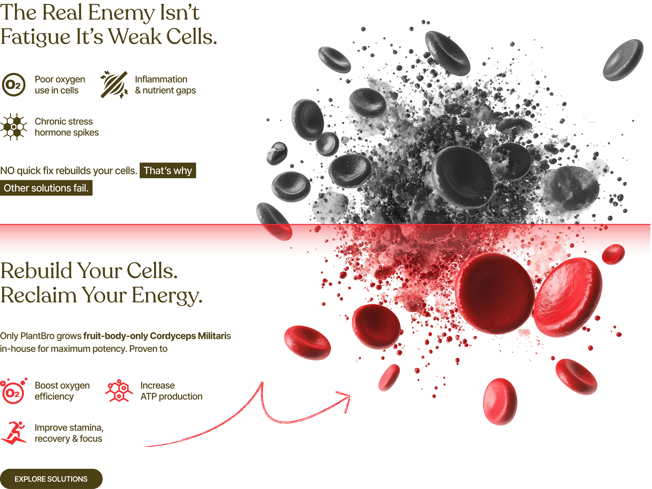 PlantBro Supplements